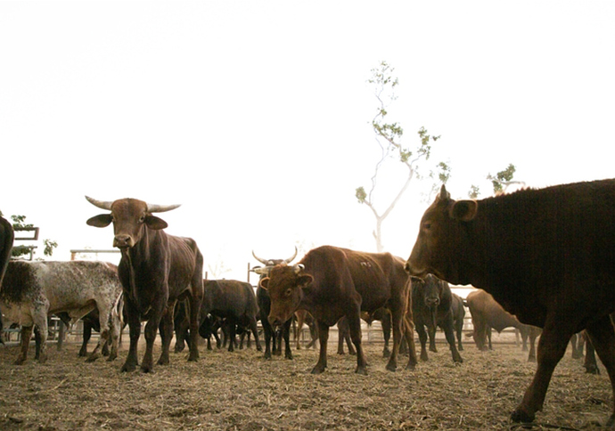 Outback Ringer - ABC - Media Spy