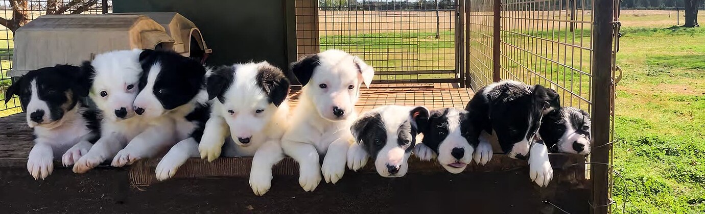 Muster Dogs - ABC - Media Spy