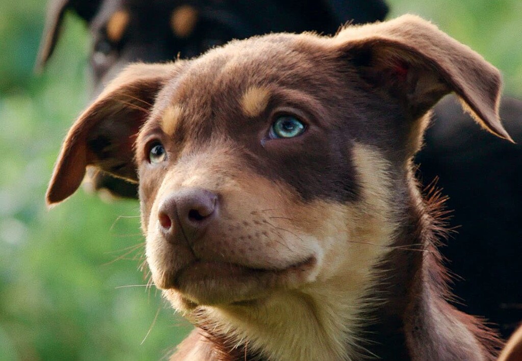 Muster Dogs - Page 3 - ABC - Media Spy